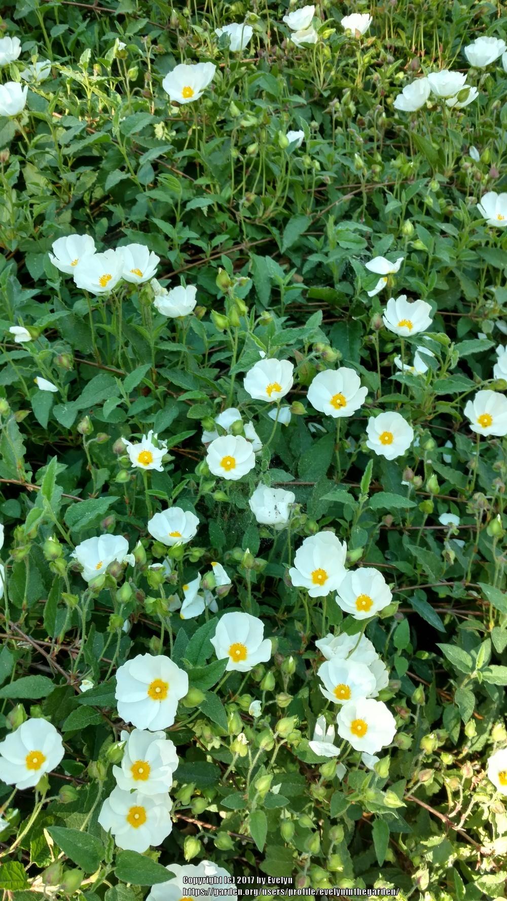 Rockroses: Plant Care and Collection of Varieties - Garden.org