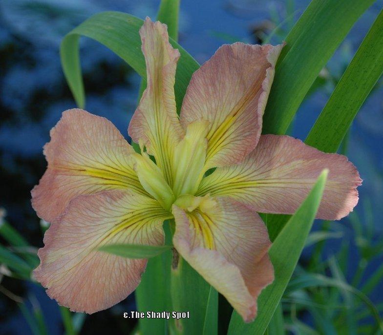 Louisiana Iris (Iris 'Duck Lady') in the Irises Database - Garden.org