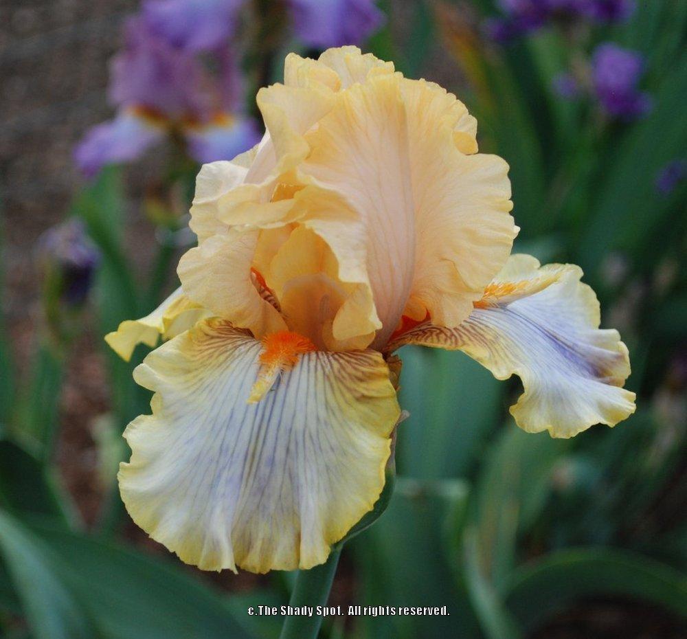 Photo of the bloom of Tall Bearded Iris (Iris 'Artistic Touch') posted ...