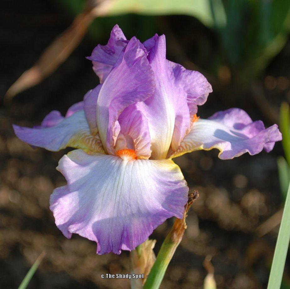 Photo of the bloom of Border Bearded Iris (Iris 'Border Baby') posted ...
