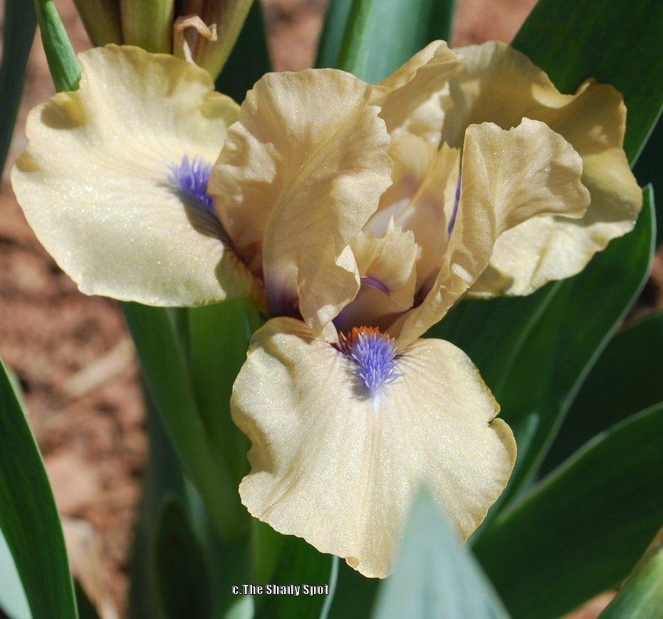 Standard Dwarf Bearded Iris (Iris 'Sitting Pretty') in the Irises ...