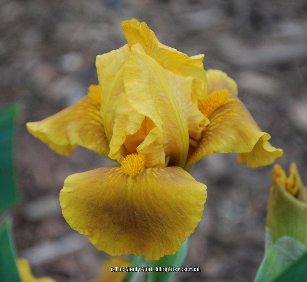 Intermediate Bearded Iris (Iris 'Highlands Nugget') in the Irises ...