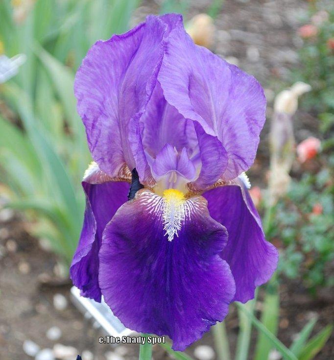 Photo of the bloom of Tall Bearded Iris (Iris 'William A. Setchell ...