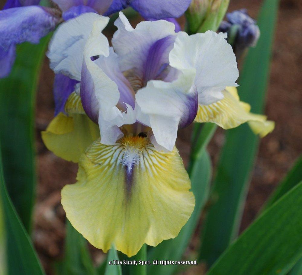 Photo of the bloom of Intermediate Bearded Iris (Iris 'Double Your Fun ...