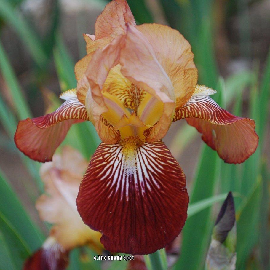 Photo of the bloom of Arilbred Iris (Iris 'Scarlet Butterfly') posted ...