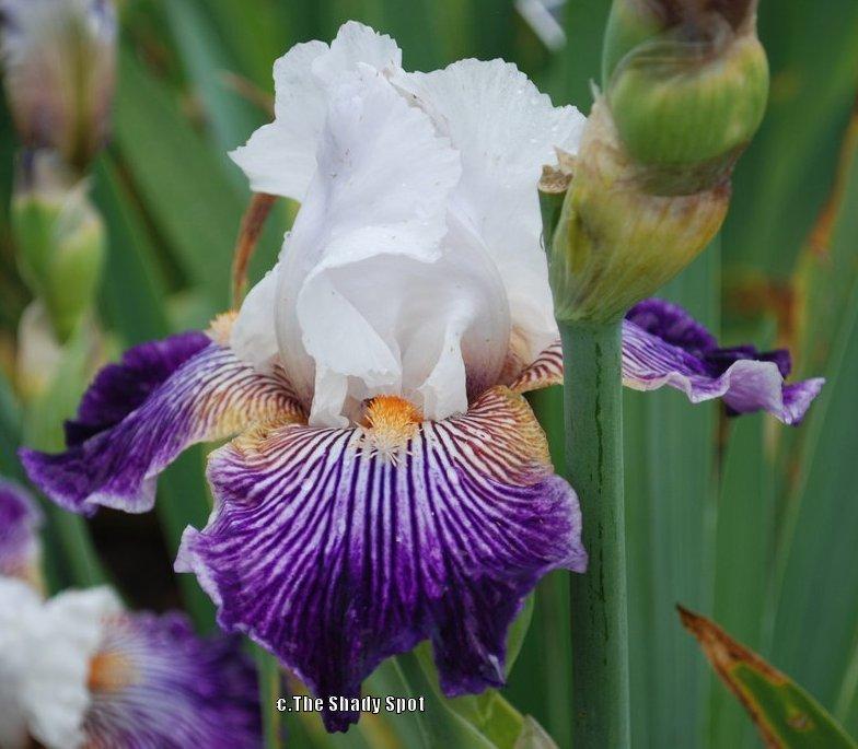 Photo of the bloom of Border Bearded Iris (Iris 'Crow's Feet') posted ...