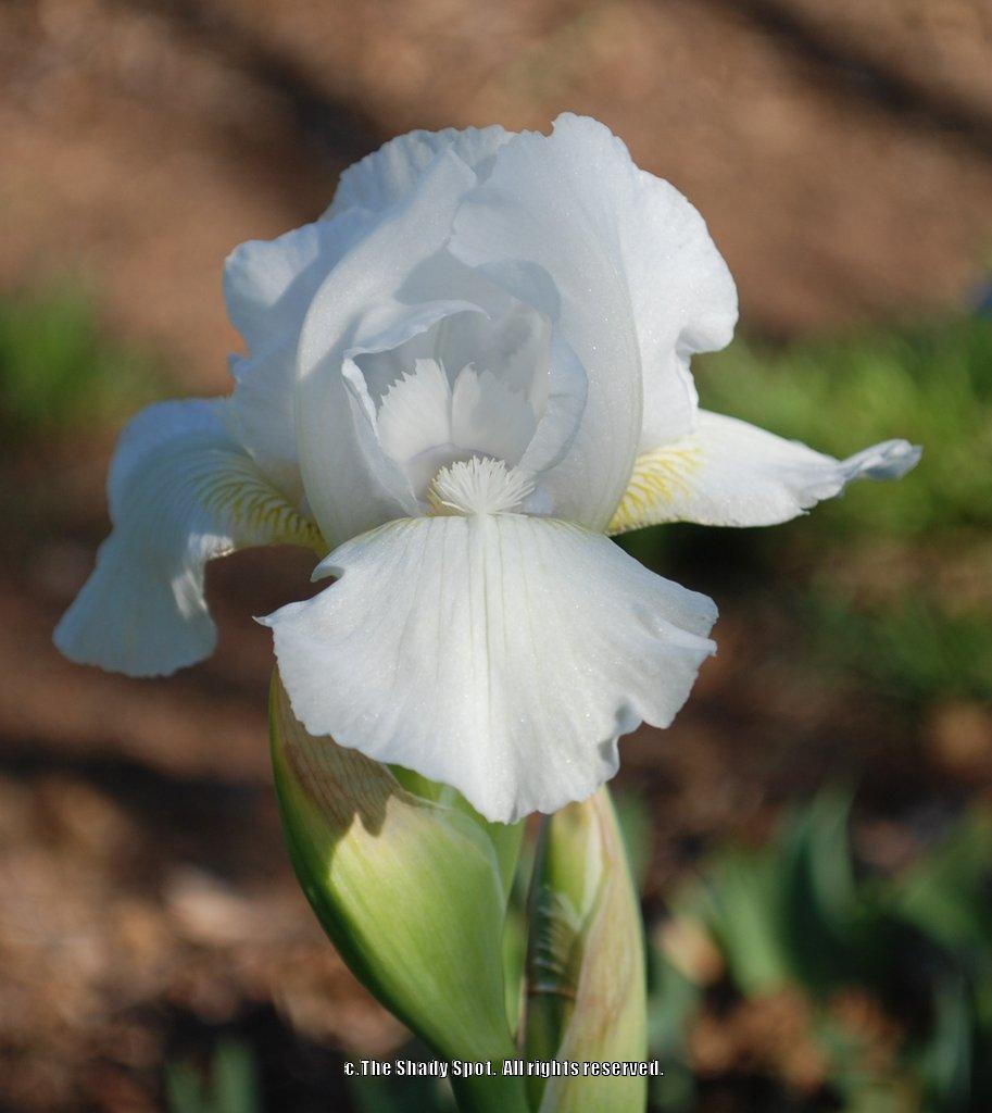 Photo of the bloom of Intermediate Bearded Iris (Iris 'Low Ho Silver ...
