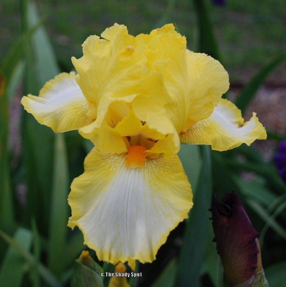 Tall Bearded Iris (Iris 'Sugar Tree') in the Irises Database - Garden.org