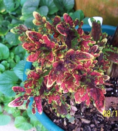 Coleus (Coleus scutellarioides 'Victorian Ruffles') in the Coleus ...