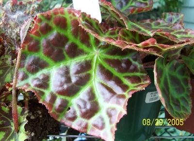 Begonia (Begonia rajah) in the Begonias Database - Garden.org