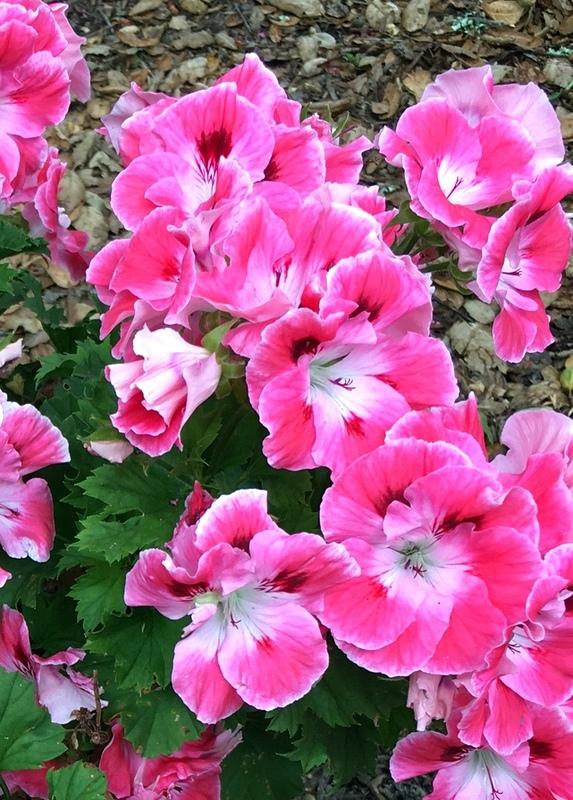 Photo of the bloom of Regal Geranium (Pelargonium x domesticum Elegance ...