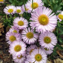 Photo of the entire plant of Erigeron glaucus 'Wayne Roderick' posted ...