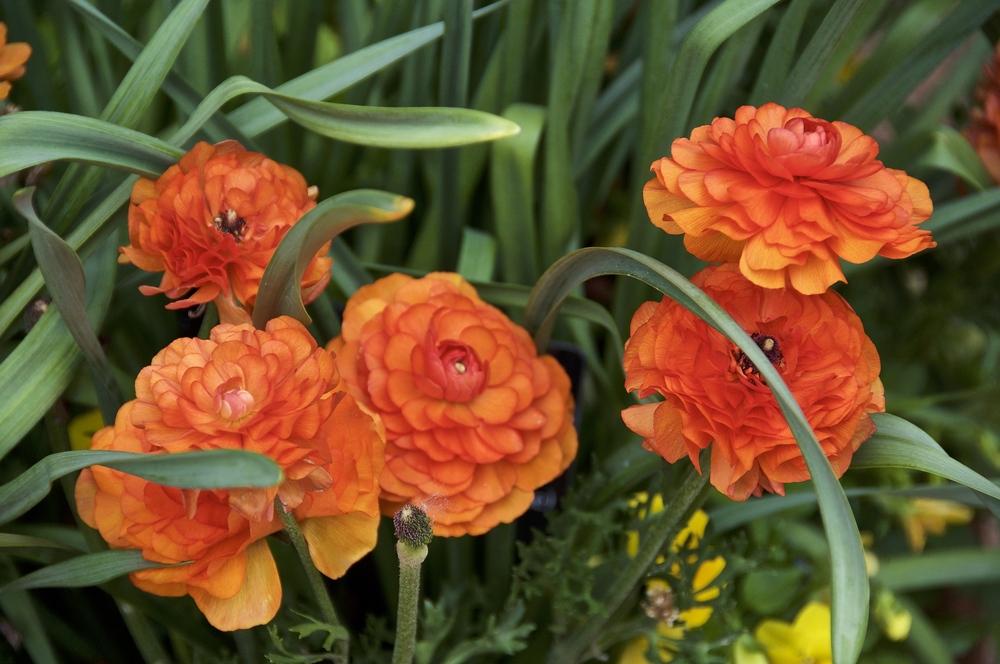 Persian Buttercup (Ranunculus subtilis 'Mache Orange') - Garden.org
