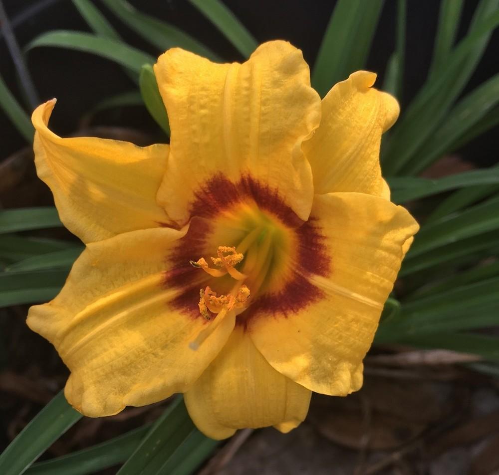 Photo of the bloom of Daylily (Hemerocallis 'Siloam June Bug') posted ...