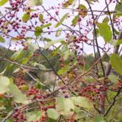 Photo of the winter interest of Western Chokecherry (Prunus virginiana ...