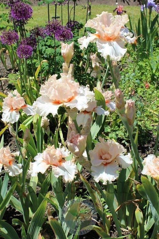 Photo of the bloom of Tall Bearded Iris (Iris 'Barbara's Lace') posted ...