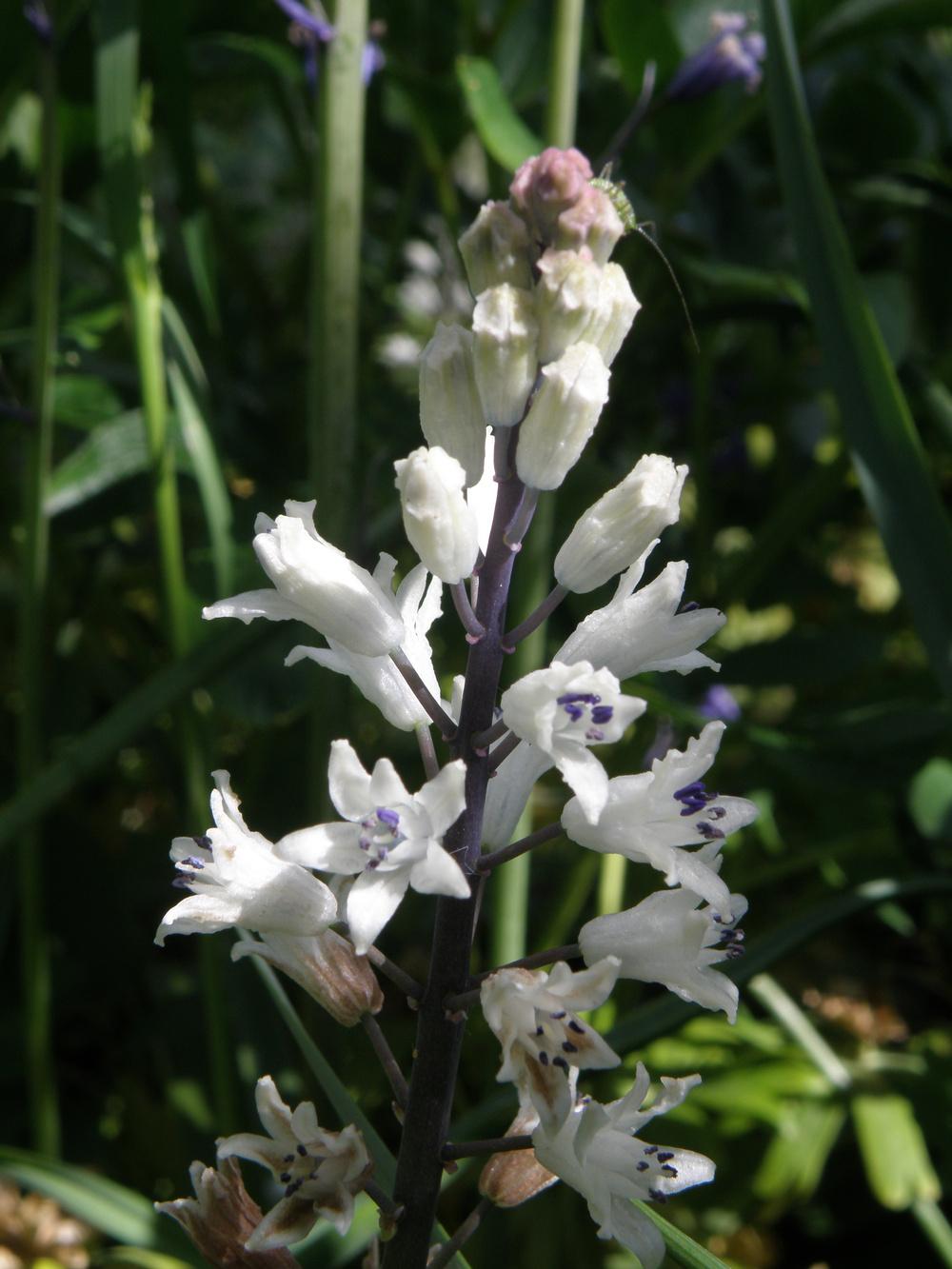 Jacinthe Romaine (Bellevalia romana) - Garden.org