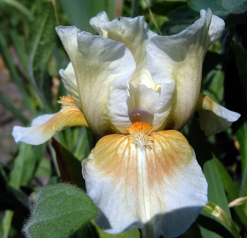 Standard Dwarf Bearded Iris (Iris 'Cream and Peaches') in the Irises ...