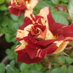 Rose (Rosa 'Tropical Lightning') in the Roses Database - Garden.org