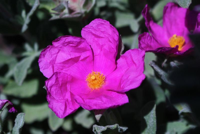 Rockroses: Plant Care and Collection of Varieties - Garden.org