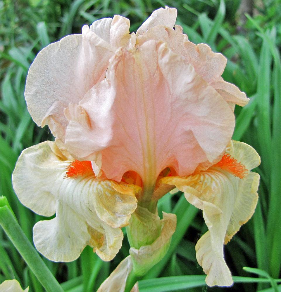 Irises 2017: Wet, Cold & Muddy in the Irises forum - Garden.org