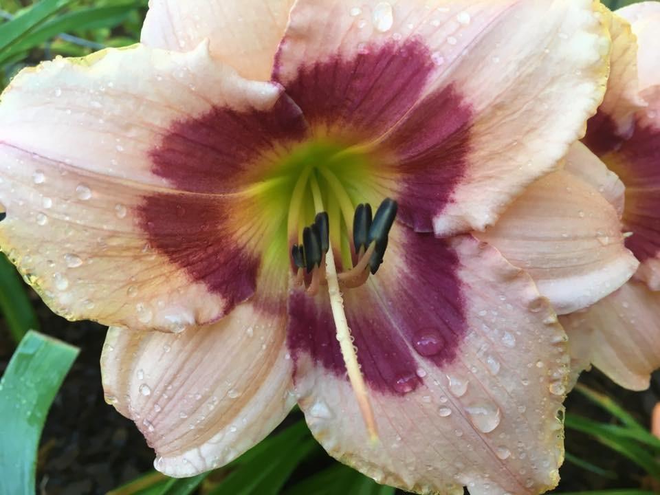 Photo of the bloom of Daylily (Hemerocallis 'Wineberry Candy') posted ...