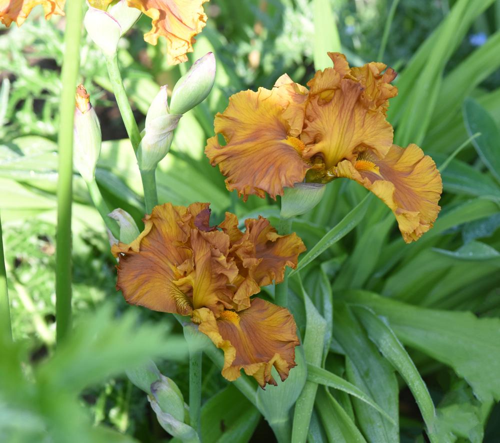 Photo of the bloom of Tall Bearded Iris (Iris 'Golden Panther') posted ...