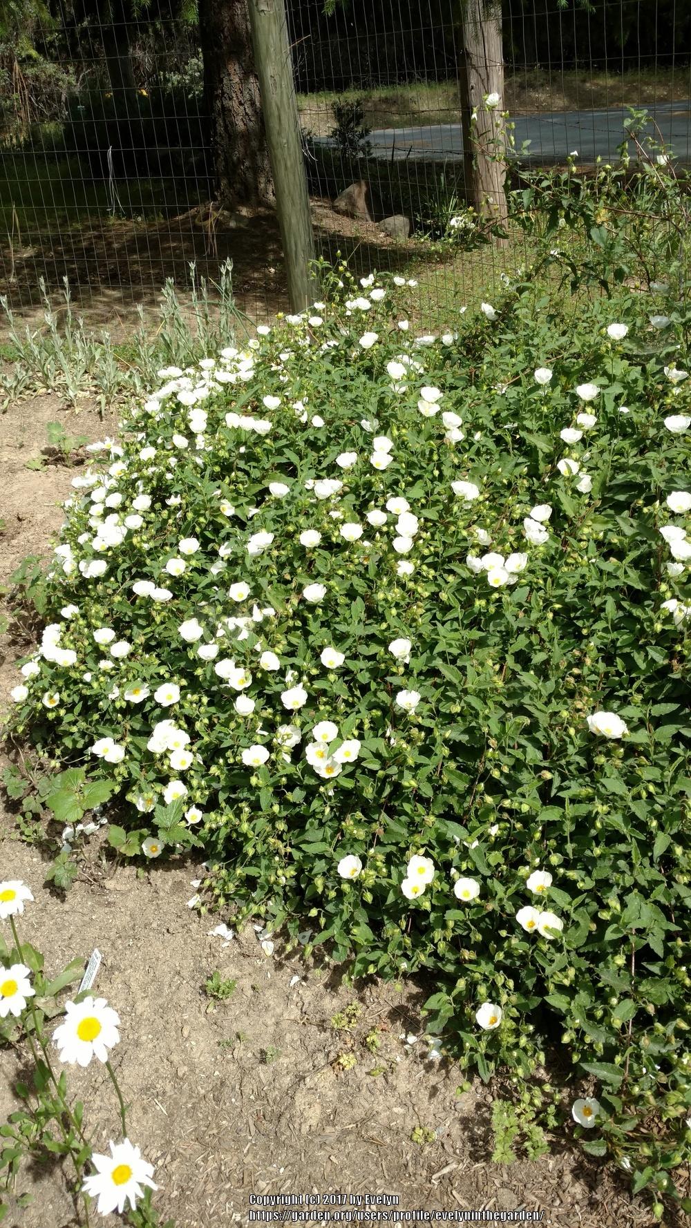 White Flower Border in the Landscape Design forum - Garden.org