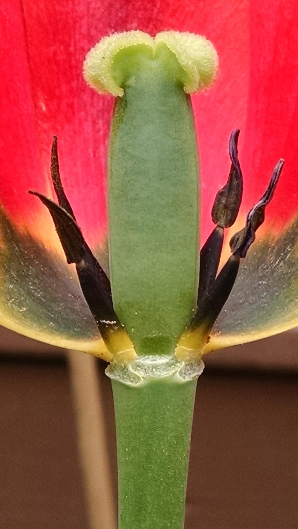 Photo of the stamens, filaments and pistils of Darwin Tulip (Tulipa ...