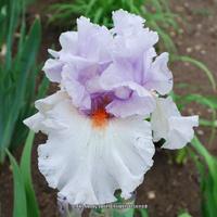 Photo of the bloom of Tall Bearded Iris (Iris 'Belgian Princess') posted by lovemyhouse - Garden.org