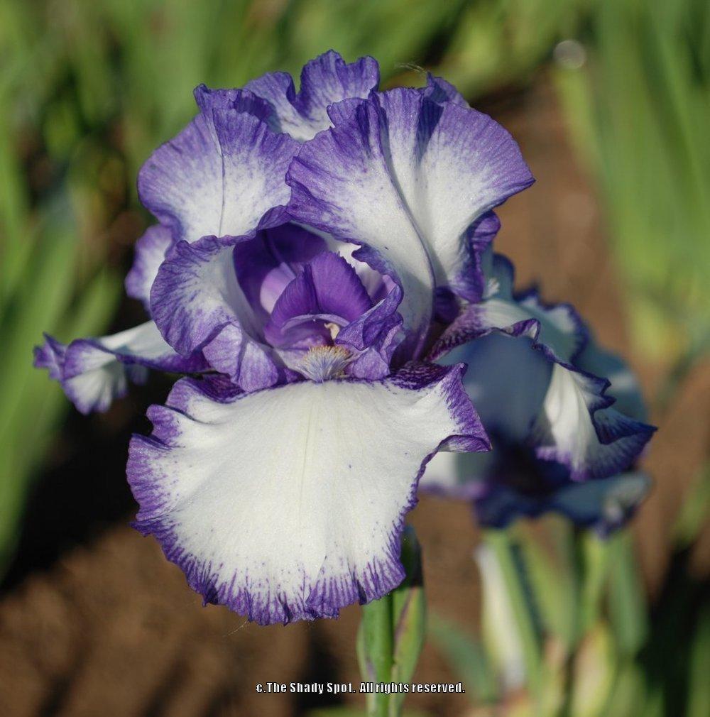 Photo of the bloom of Tall Bearded Iris (Iris 'Classic Look') posted by ...