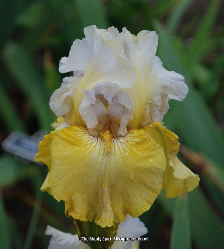 Photo of the bloom of Tall Bearded Iris (Iris 'Apollo's Robe') posted ...