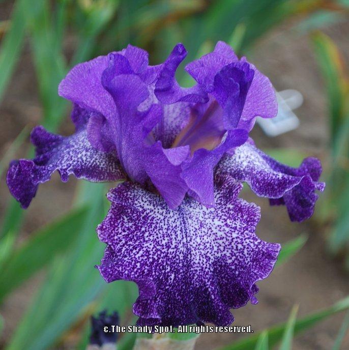Photo of the bloom of Tall Bearded Iris (Iris 'Celestial Explosion') posted by lovemyhouse ...