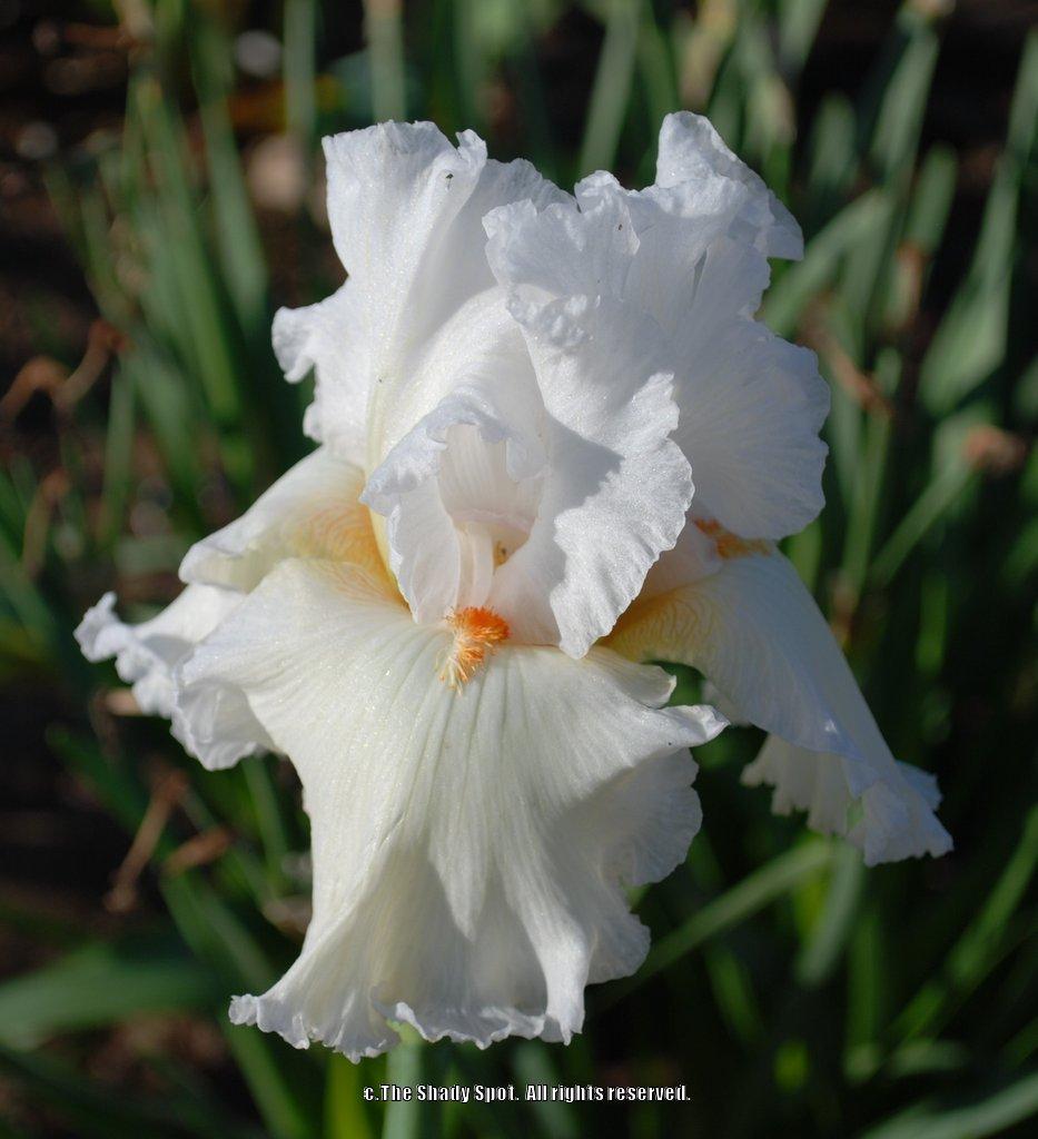 Photo of the bloom of Tall Bearded Iris (Iris 'Catch a Star') posted by ...