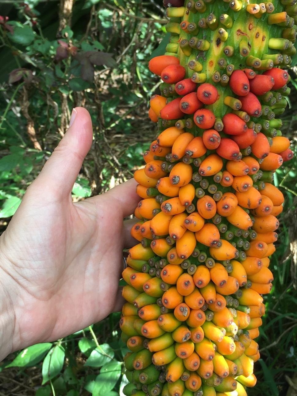Photo of the fruit of Elephant Yam (Amorphophallus paeoniifolius ...