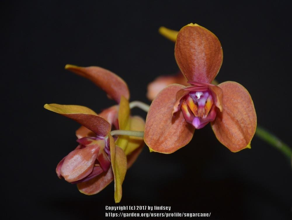 Orchid (Phalaenopsis Tying Shin Golden Rose) - Garden.org