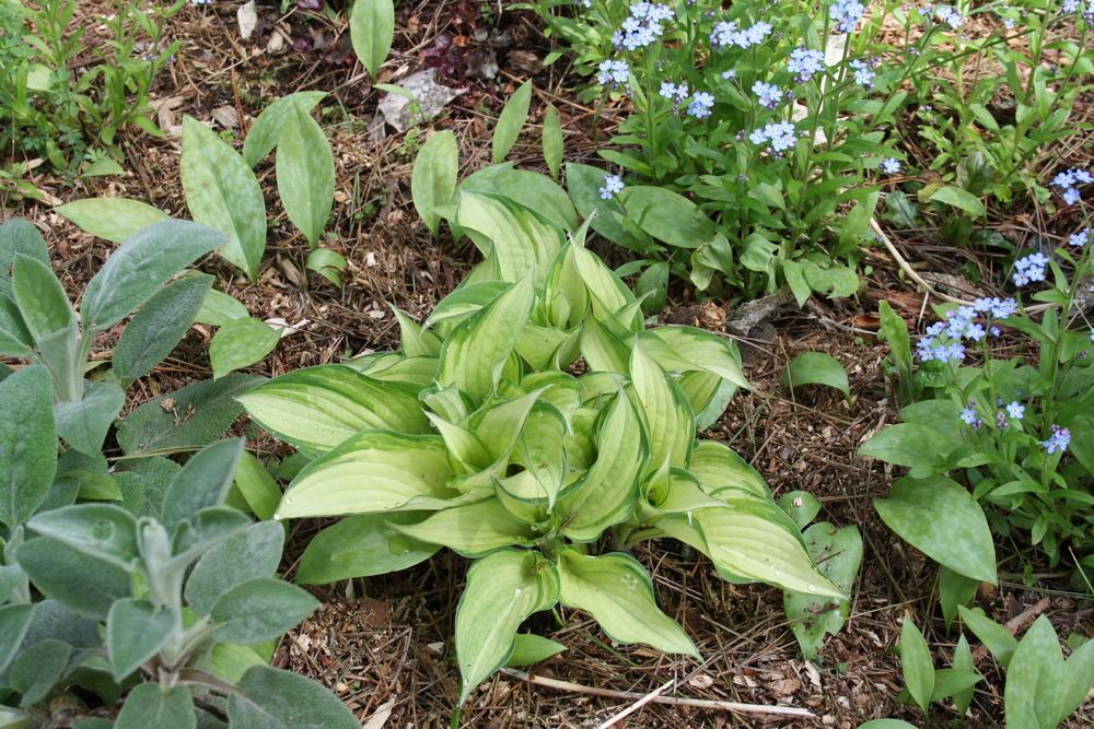 Photo of the entire plant of Hosta 'Ghost Spirit' posted by touchofsky ...