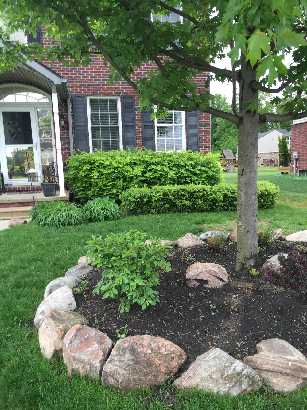 Maple Tree Roots in the Trees and Shrubs forum - Garden.org