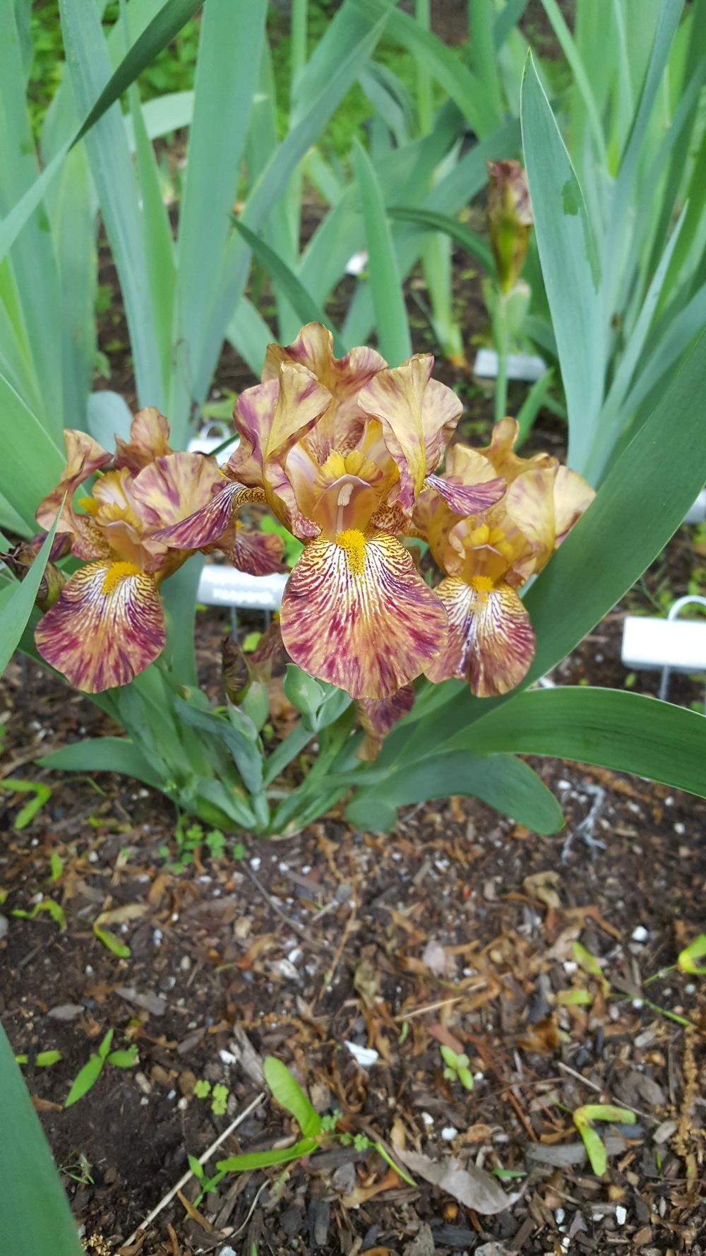 Photo of the entire plant of Intermediate Bearded Iris (Iris 'Peppered ...
