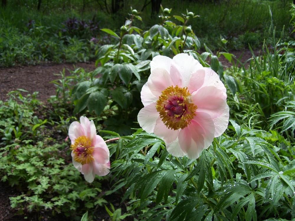 Photo of the bloom of Peony (Paeonia 'Nosegay') posted by JuneOntario ...
