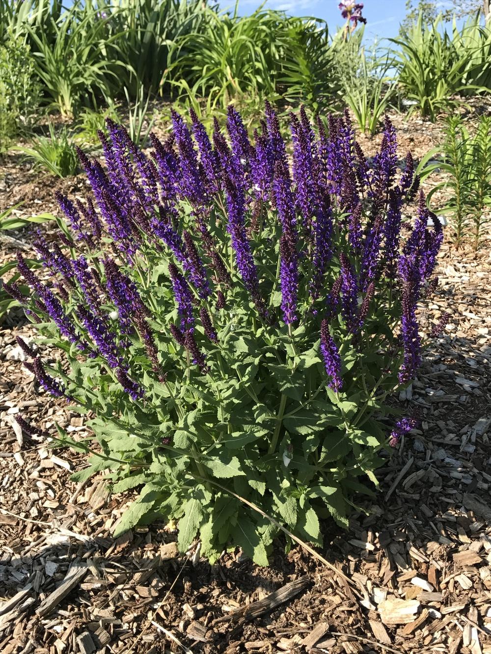 Photo of the entire plant of Meadow Sage (Salvia nemorosa Lyrical ...