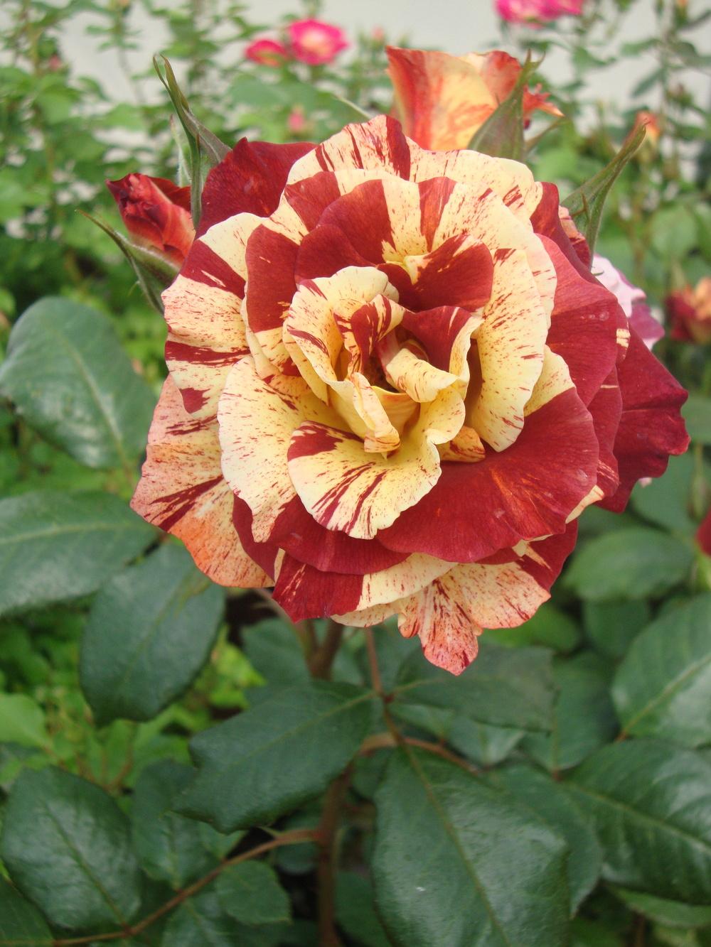 Photo of the bloom of Rose (Rosa 'Tropical Lightning') posted by ...