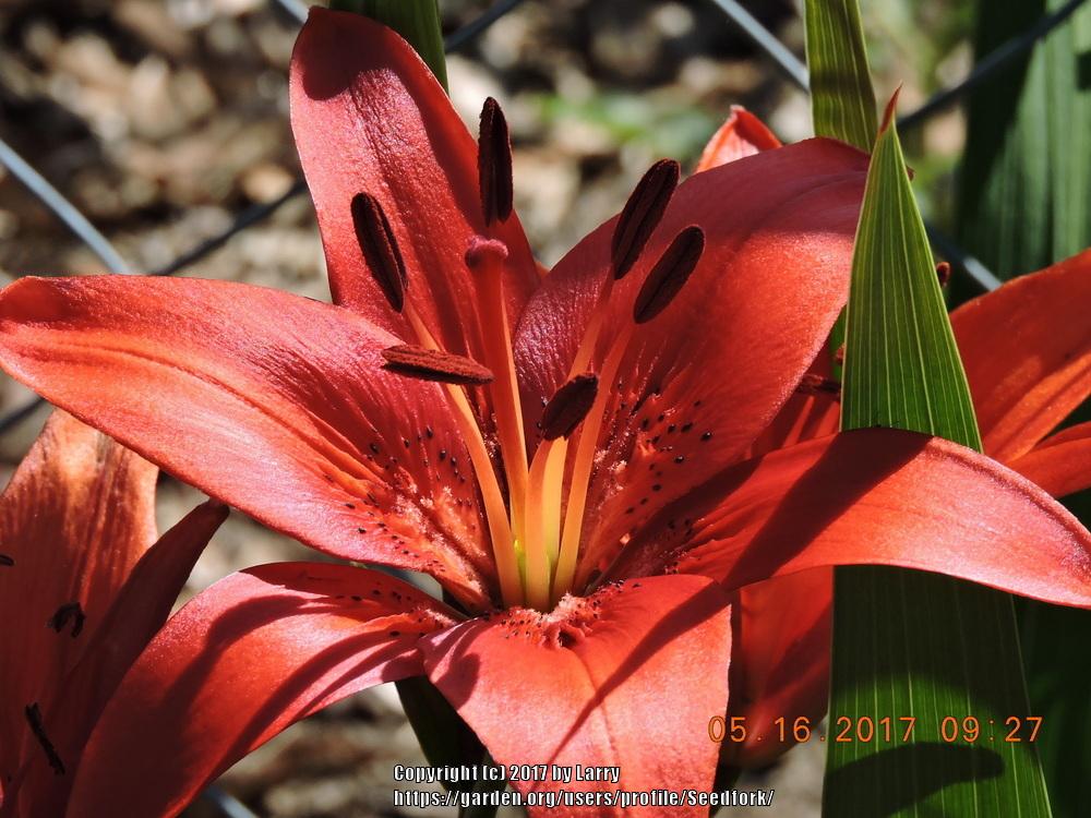Lily (Lilium 'Red Sensation') in the Lilies Database - Garden.org