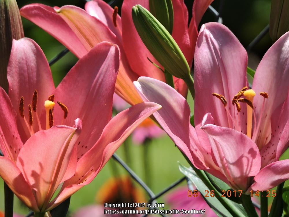Lily (Lilium Manado®) in the Lilies Database - Garden.org