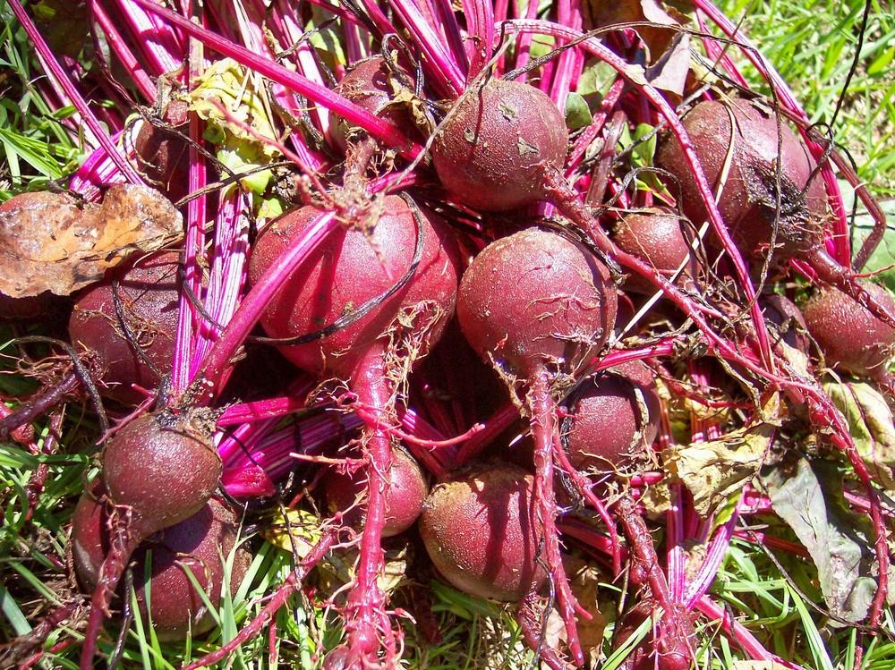 Beets: Plant Care and Collection of Varieties - Garden.org