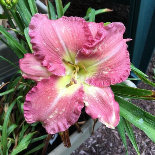 Daylily (Hemerocallis 'Passing Fancy') in the Daylilies Database - Garden.org