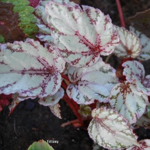 Begonia 'Fairy' in the Begonias Database - Garden.org