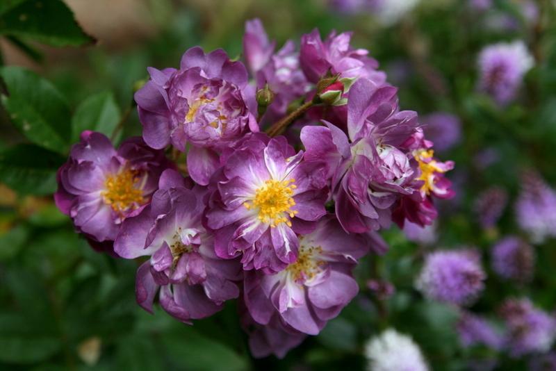 Photo of the bloom of Rambling Rose (Rosa 'Veilchenblau') posted by ...