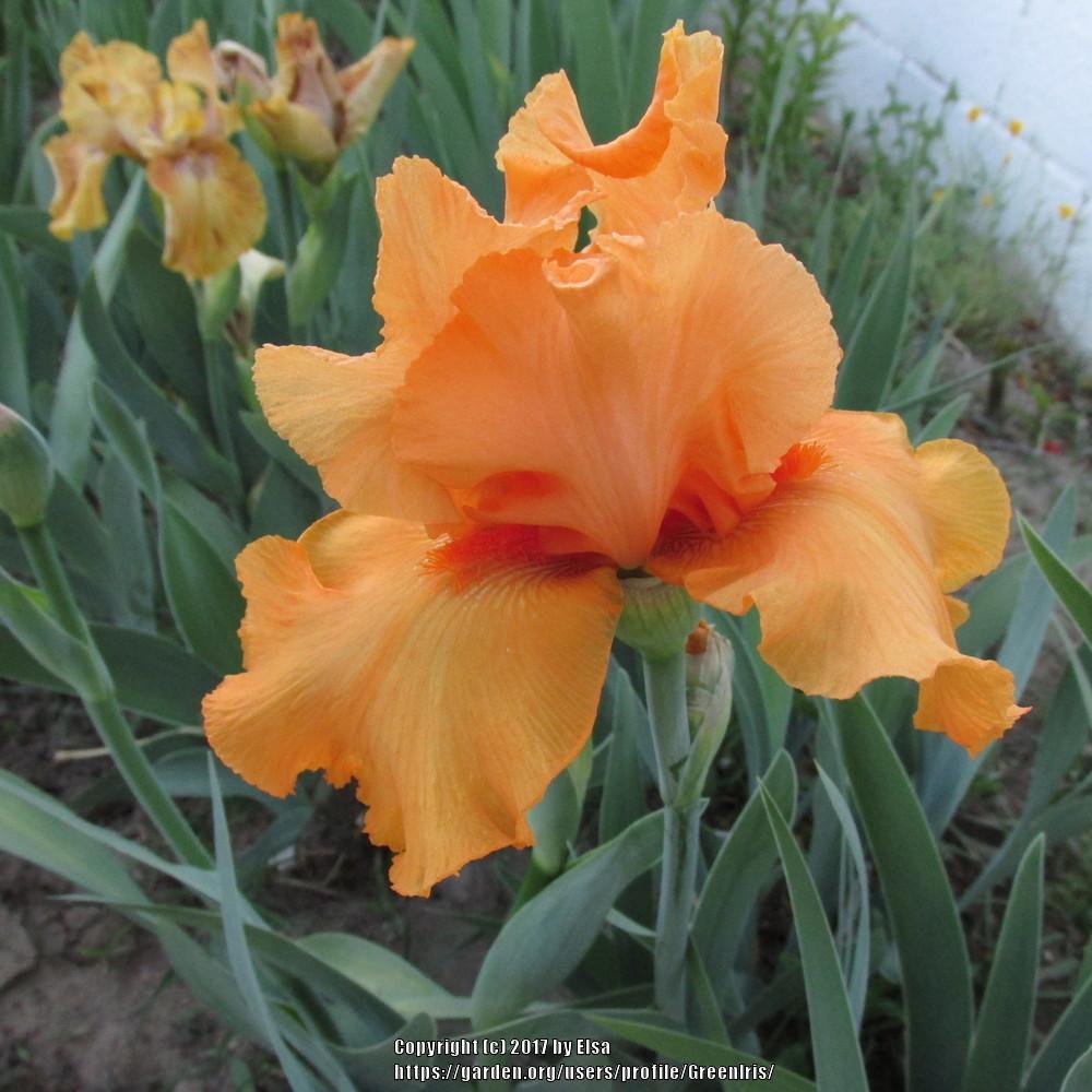 Tall Bearded Iris (Iris 'Orange Surprise') in the Irises Database ...