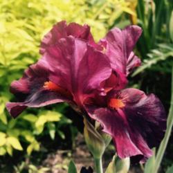 Intermediate Bearded Iris (Iris 'Ruby Slippers') in the Irises Database - Garden.org